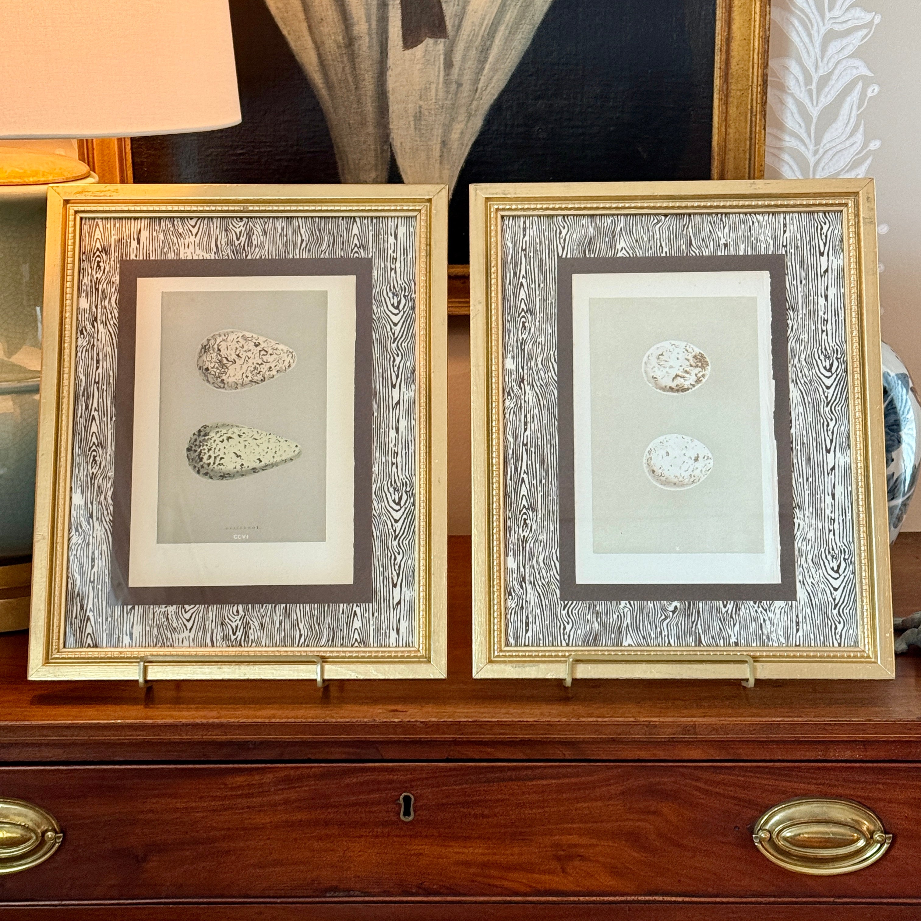 Pair of 19 c. Hand Colored Bird Egg Engravings on Chocolate Brown Faux ...